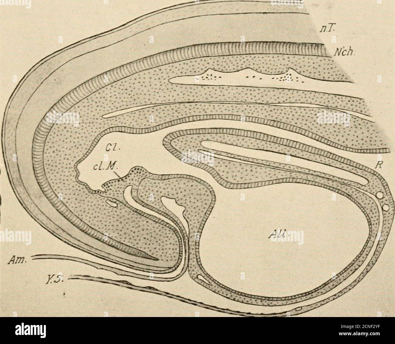 . The development of the chick; an introduction to embryology ...