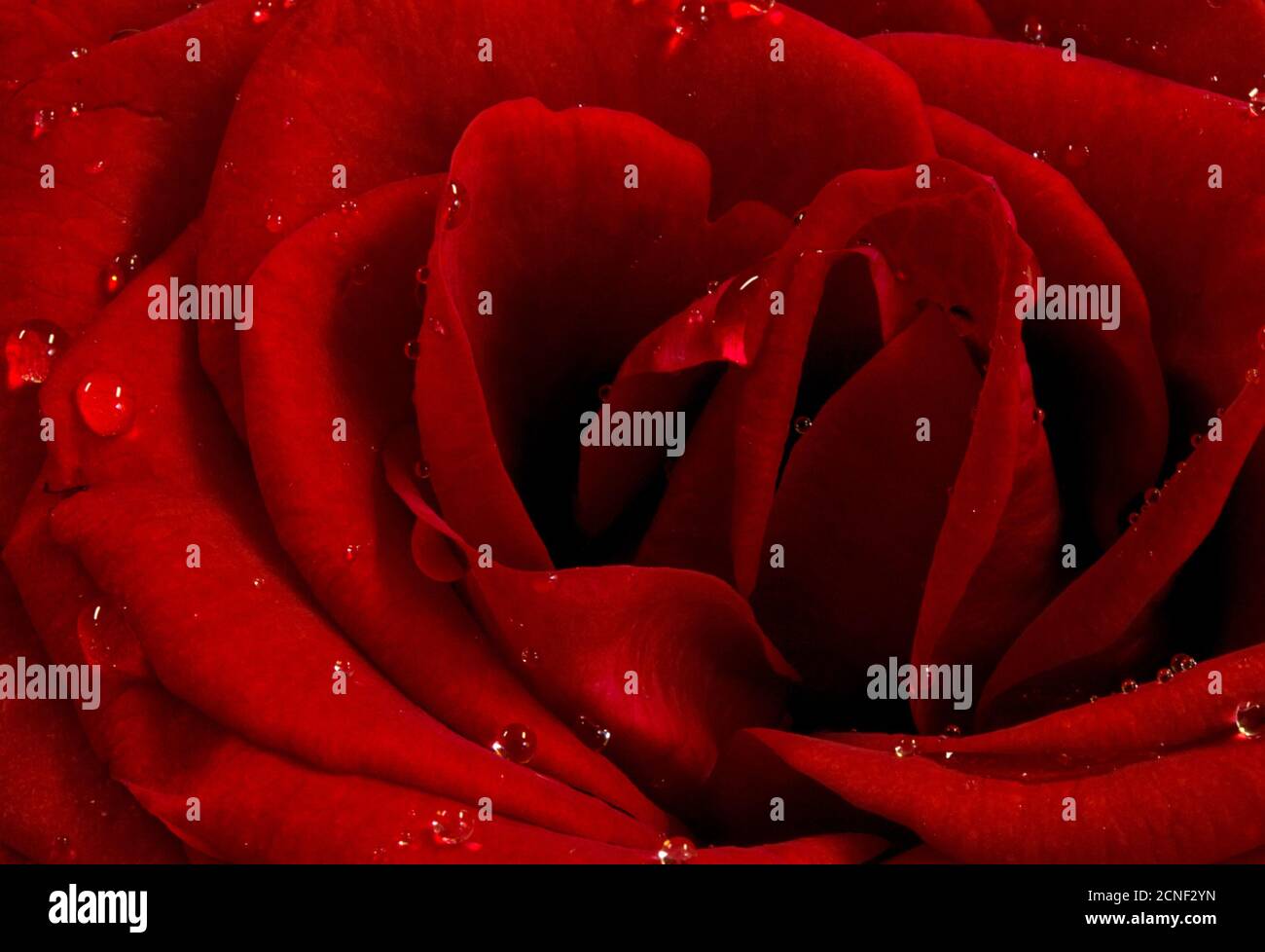 Closed rose flowers hi-res stock photography and images - Alamy