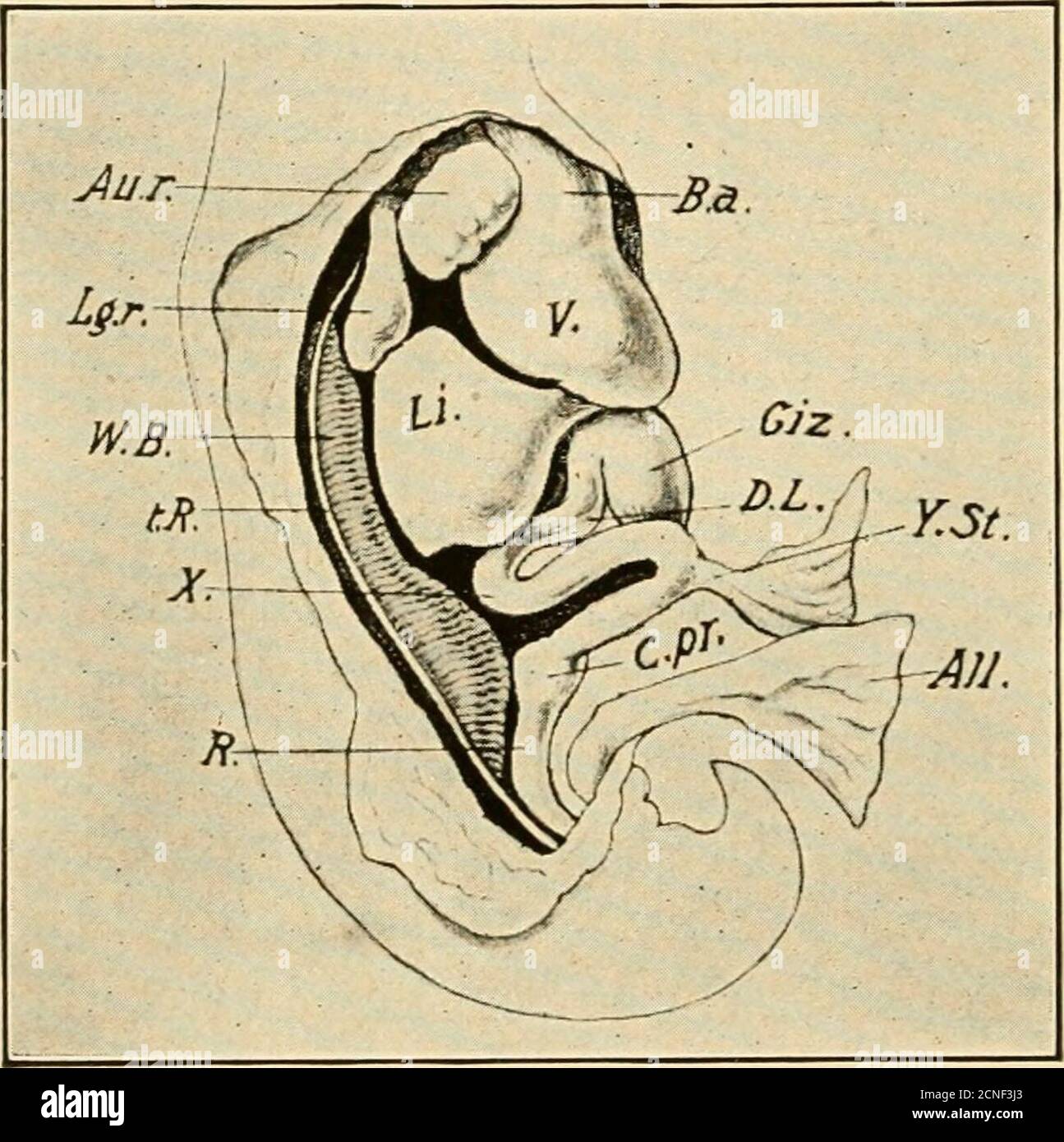 Mesogastrium High Resolution Stock Photography and Images - Alamy