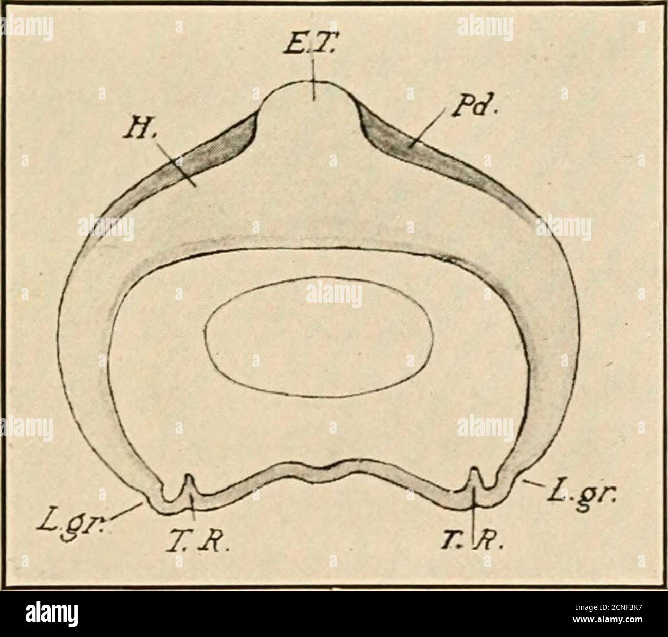 . The development of the chick; an introduction to embryology . up-per ...