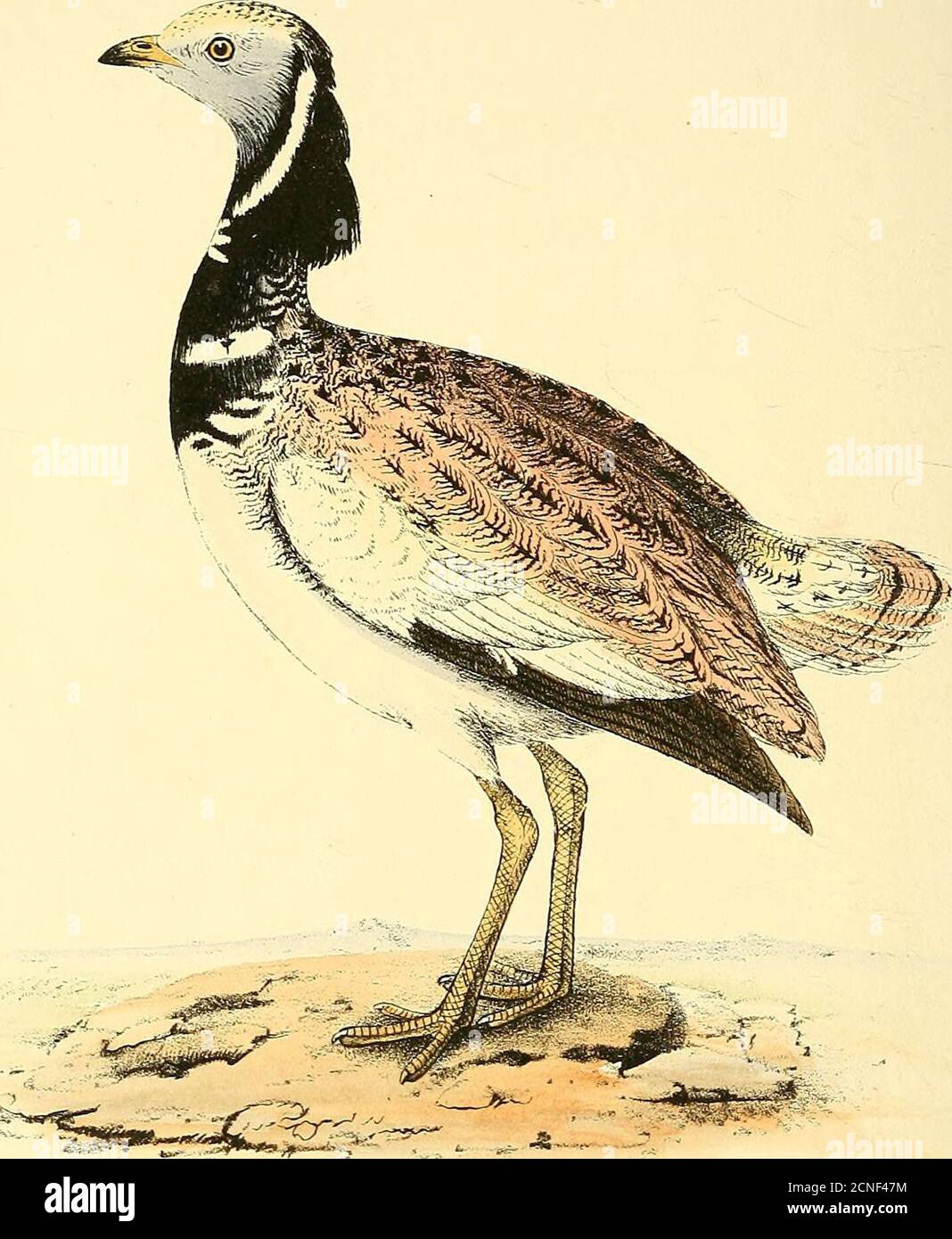 . Coloured illustrations of British birds, and their eggs . T59 ...