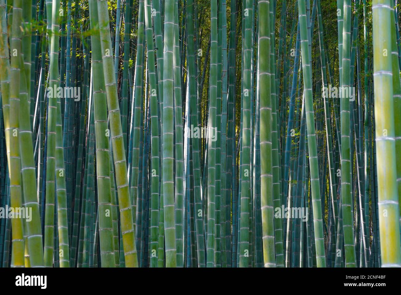 The small diameter of the bamboo forest hi-res stock photography and ...