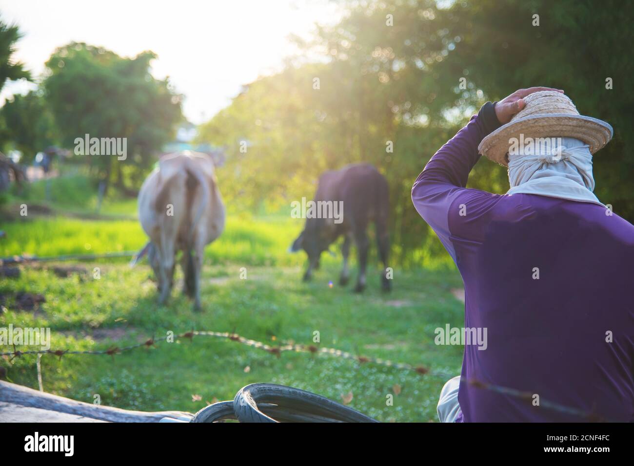 Happy farmer with a buffalo in his field agriculture and food ...