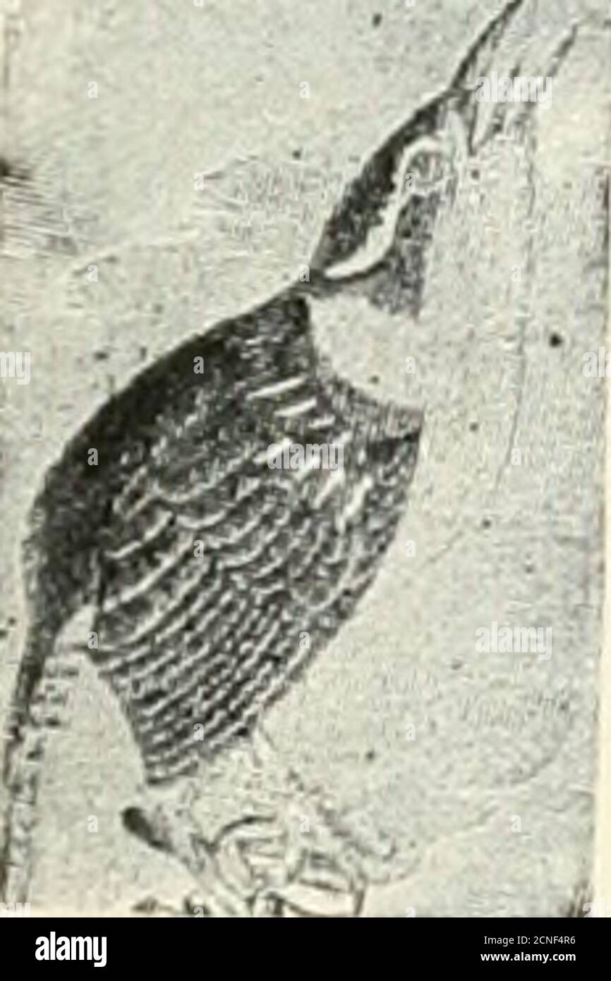 . The birds of Illinois and Wisconsin . Bill, very slightly hooked ...