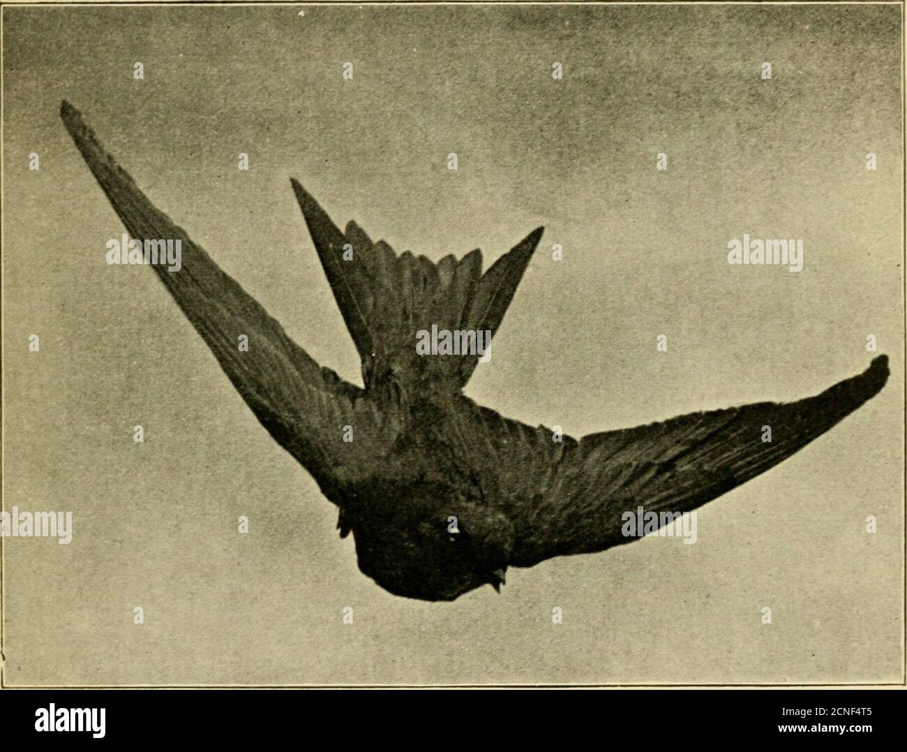 First flight fledgling bird hi-res stock photography and images - Alamy