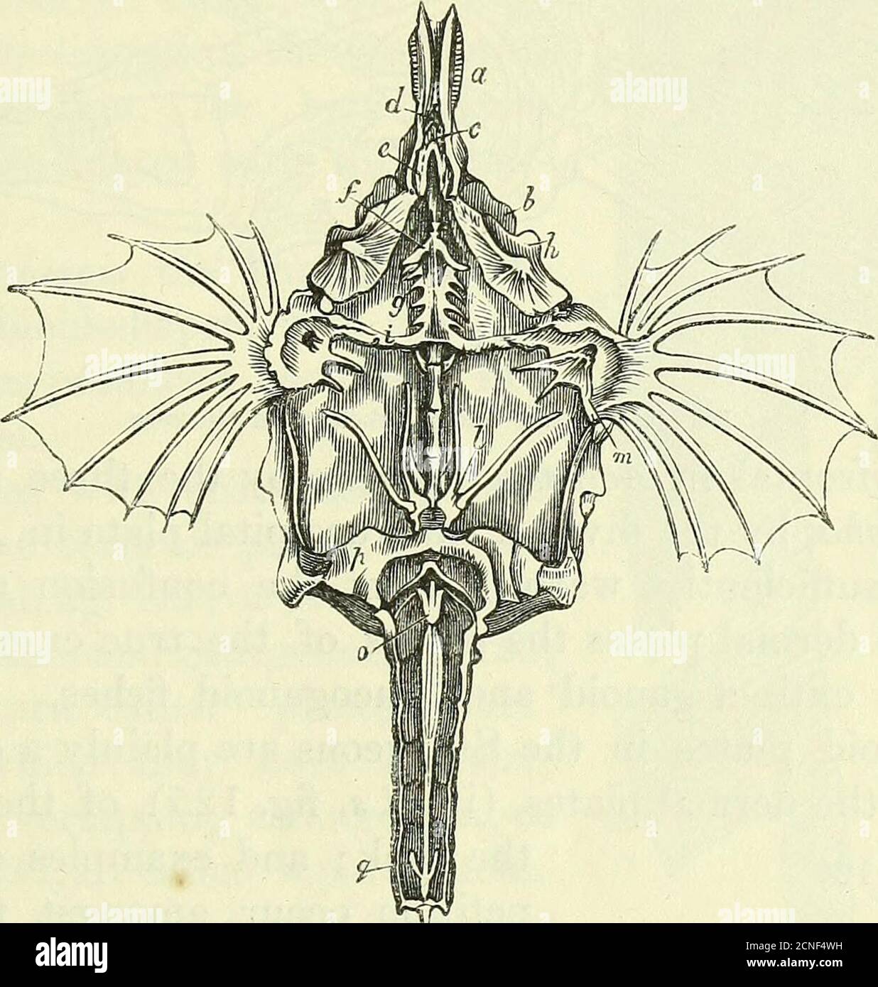. On the anatomy of vertebrates [electronic resource] . e under part of ...