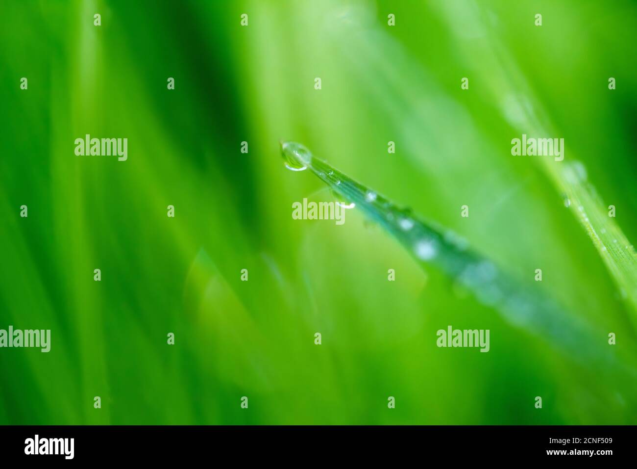 Saturated nature hi-res stock photography and images - Alamy