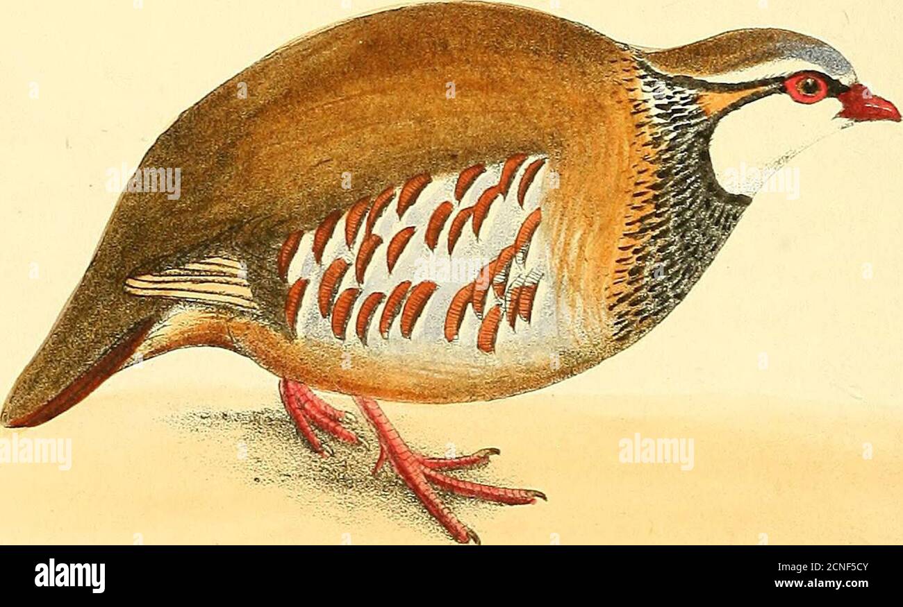 . Coloured illustrations of British birds, and their eggs . 153