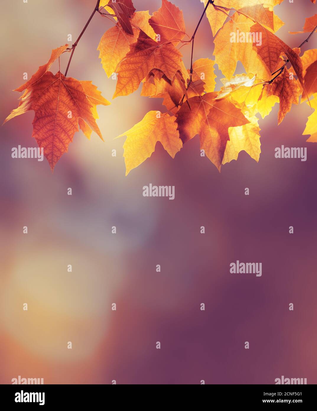 Beautiful autumn tree design hi-res stock photography and images - Alamy