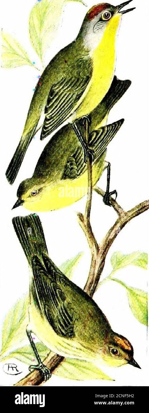 . The bird book, illustrating in natural colors more than seven hundred ...