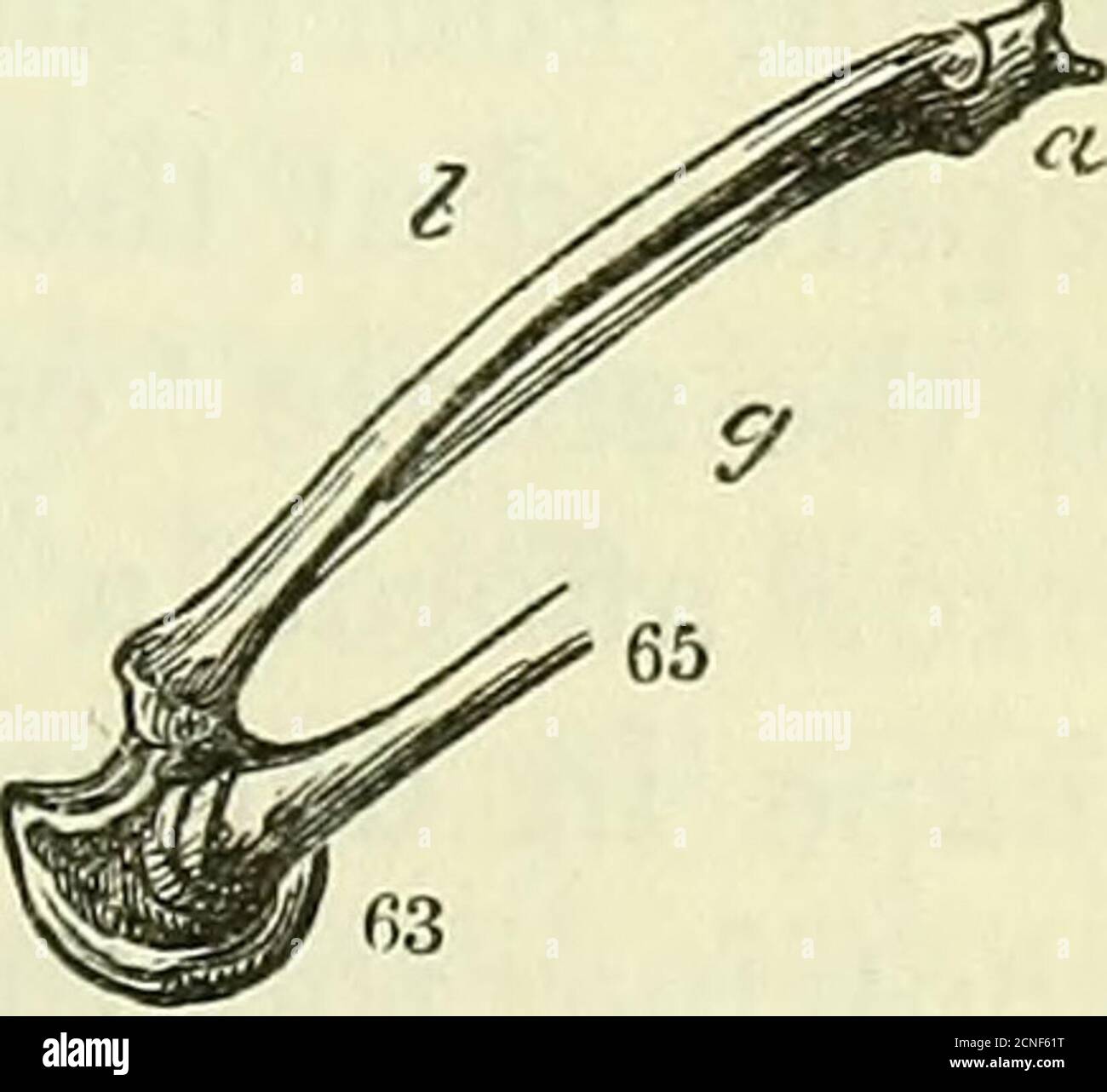 . On the anatomy of vertebrates [electronic resource] . Front and aide ...