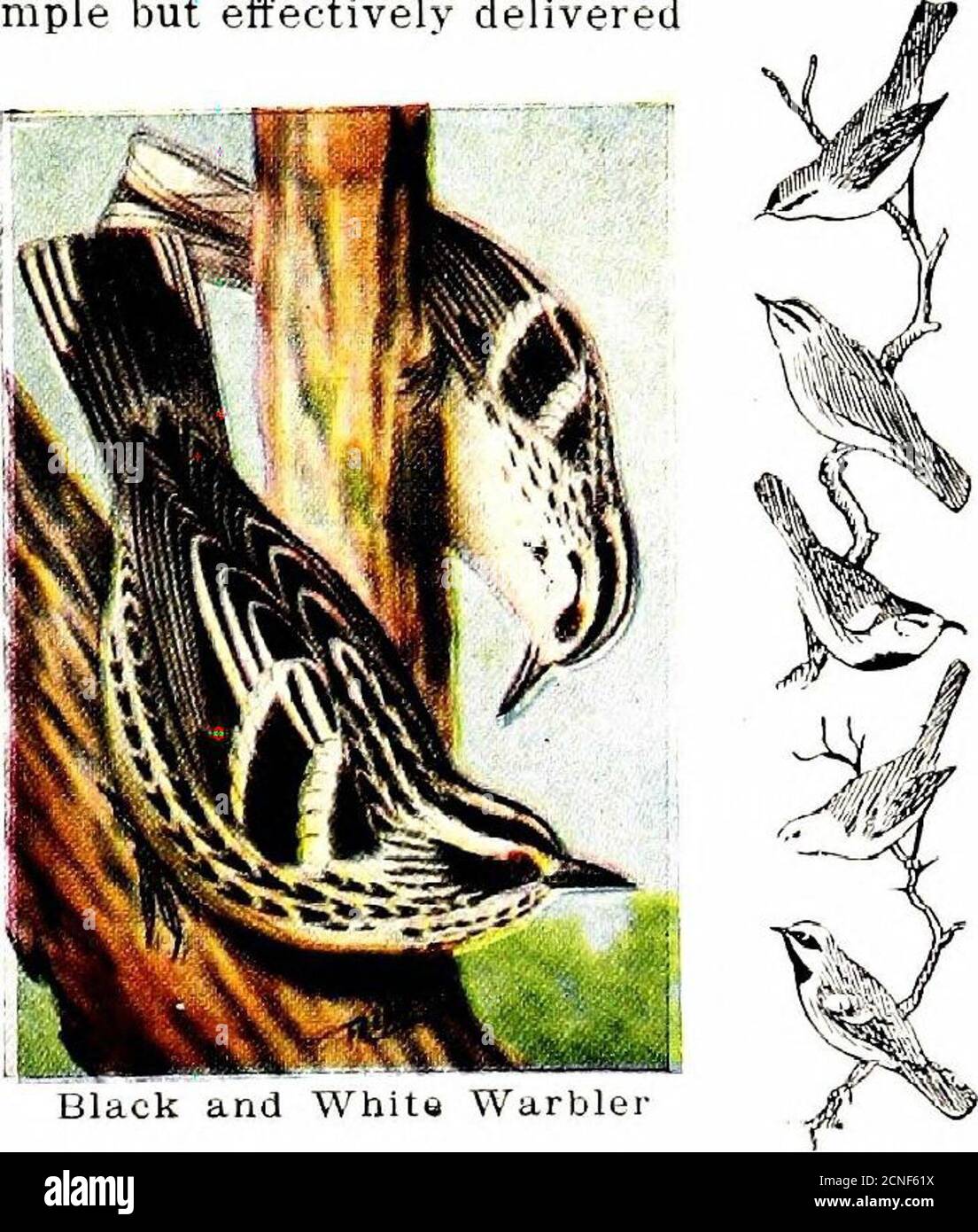 . The bird book, illustrating in natural colors more than seven hundred ...