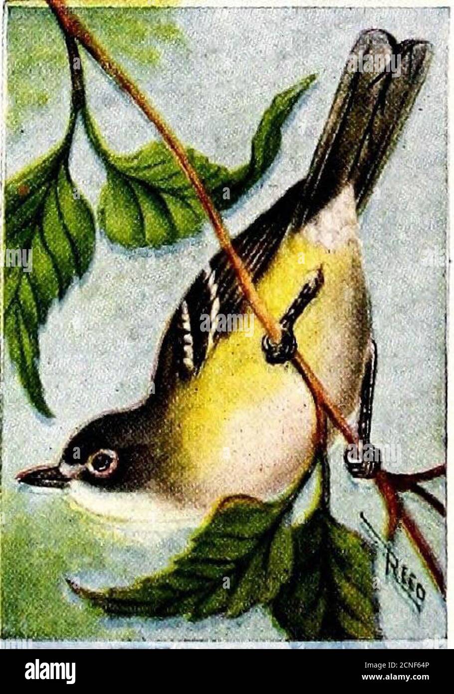 . The bird book, illustrating in natural colors more than seven hundred ...