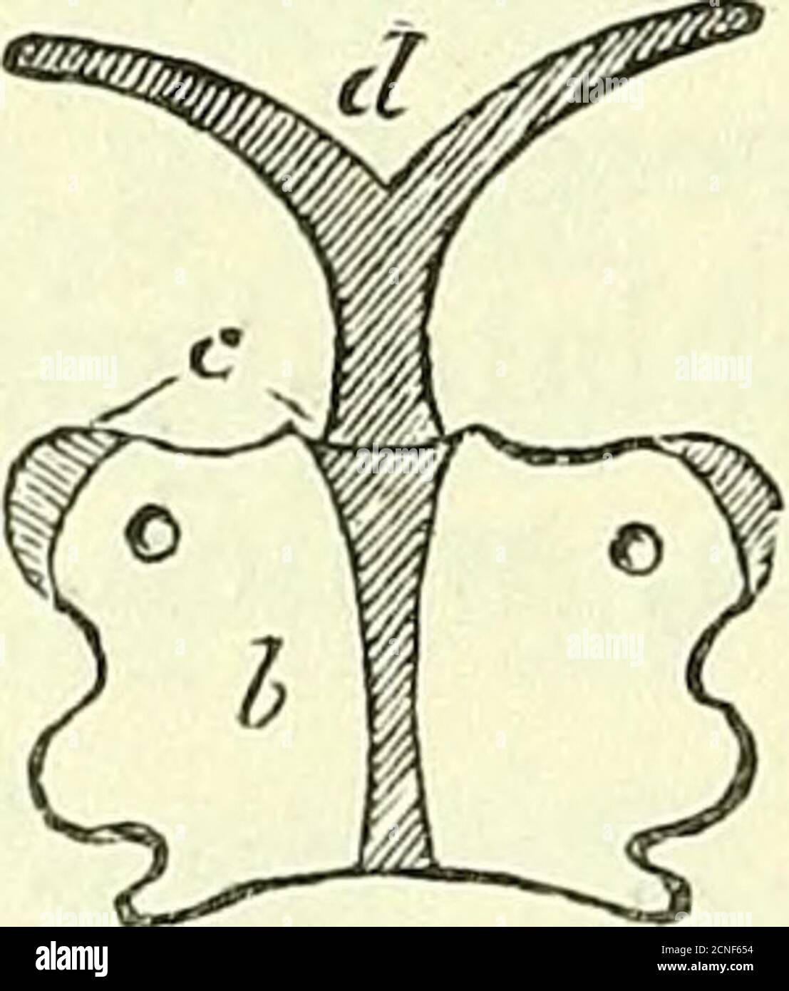. On the anatomy of vertebrates [electronic resource] . tously attached ...