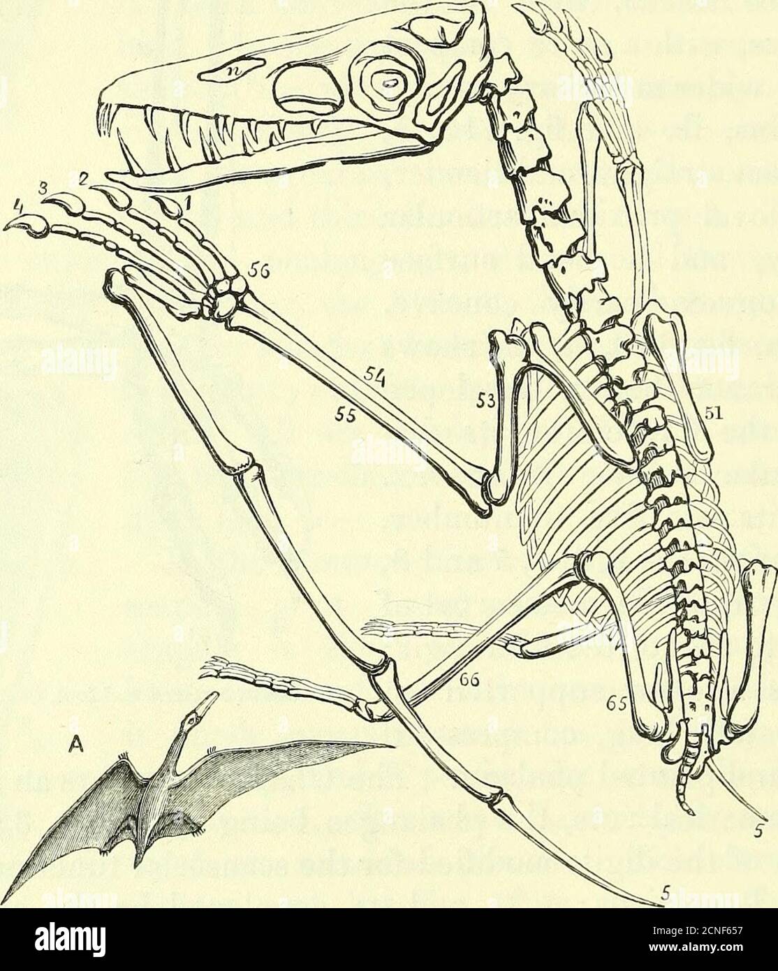 . On the anatomy of vertebrates [electronic resource] . 176 ANATOMY OF ...