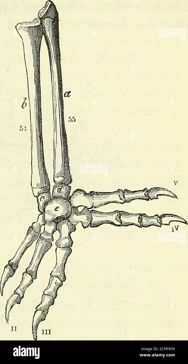 Modified limbs hi-res stock photography and images - Alamy