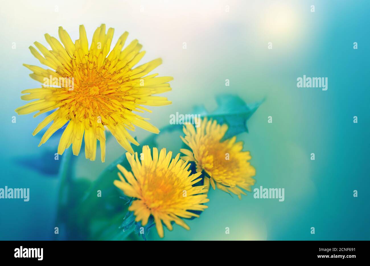 Background dandelion hi-res stock photography and images - Alamy