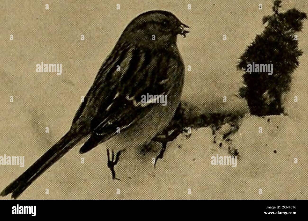 . Bird lore Stock Photo - Alamy