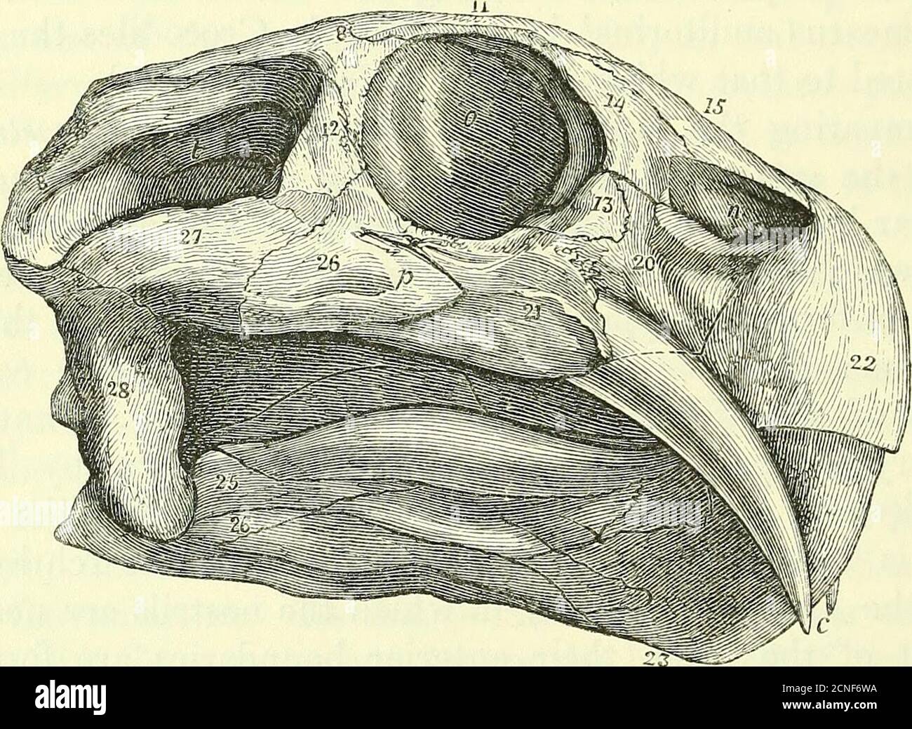 . On the anatomy of vertebrates [electronic resource] . paroccipitals ...