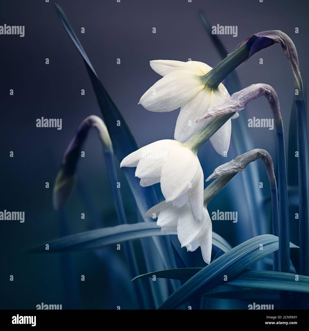 abstract spring background Stock Photo - Alamy