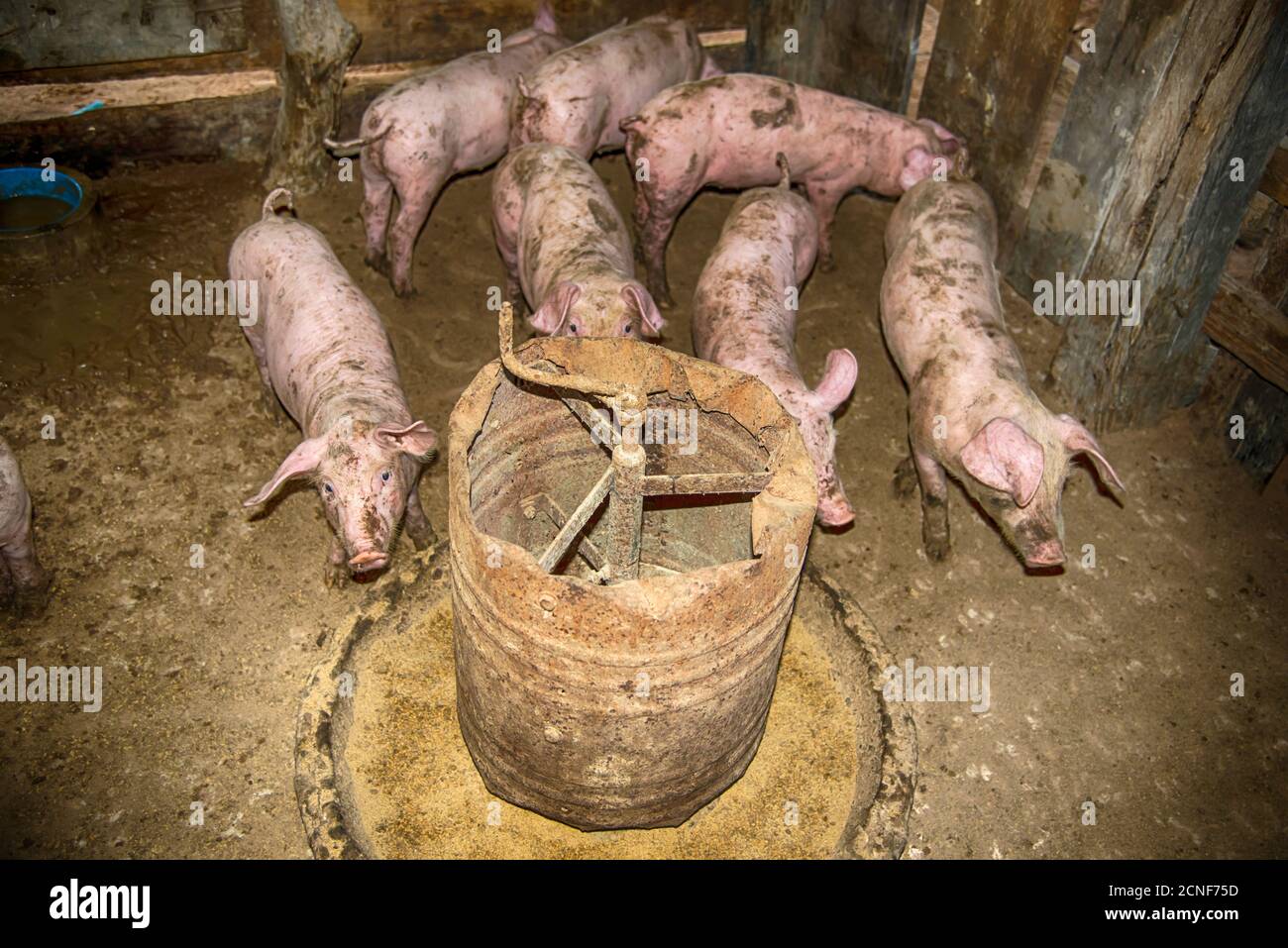Group of pigs in farm yard Stock Photo - Alamy