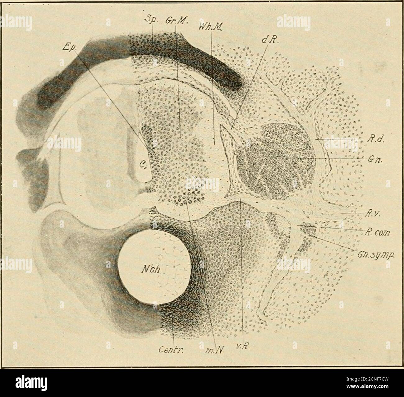 Ventral column hi-res stock photography and images - Alamy