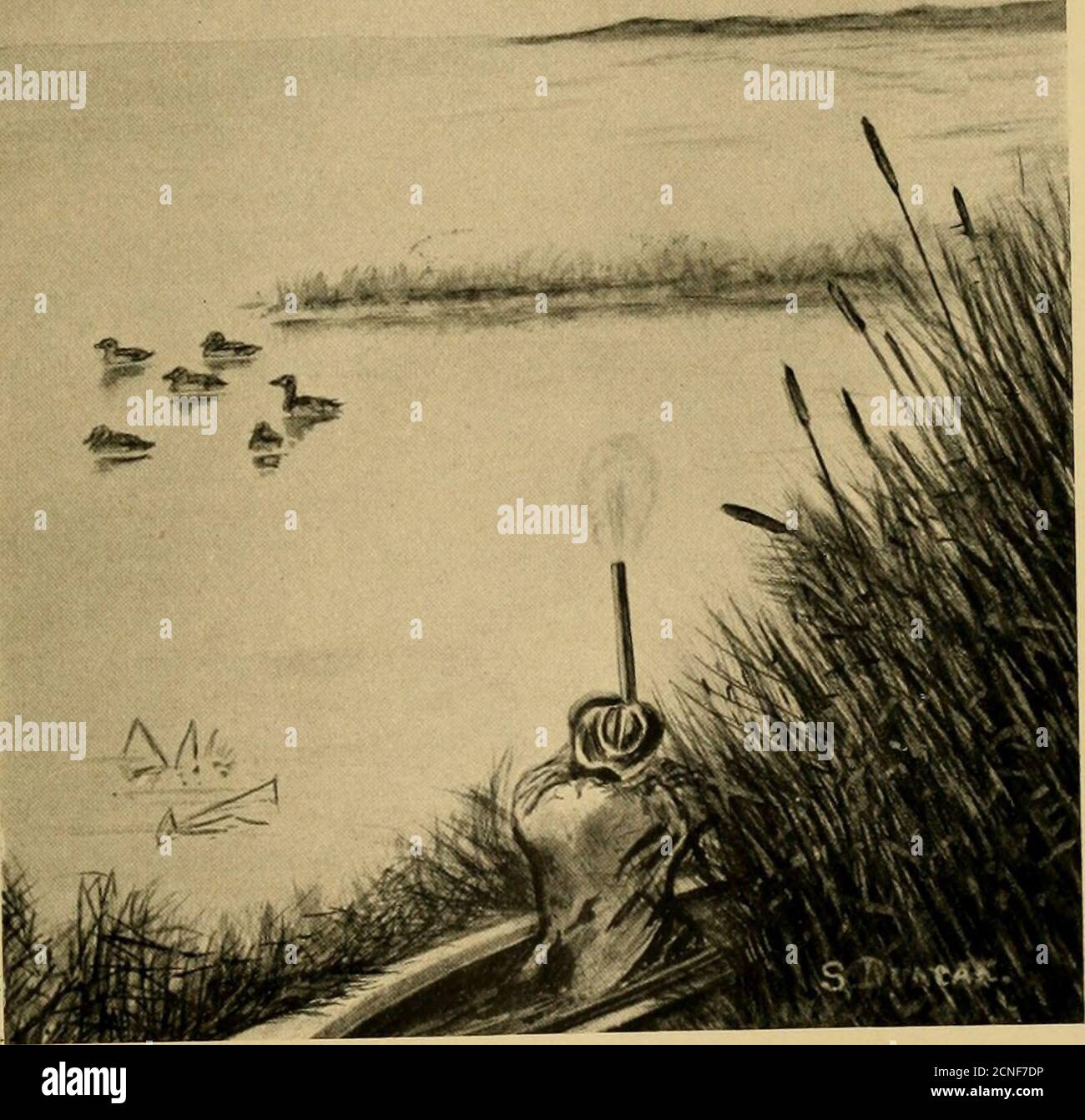 Mimic effects hi-res stock photography and images - Alamy