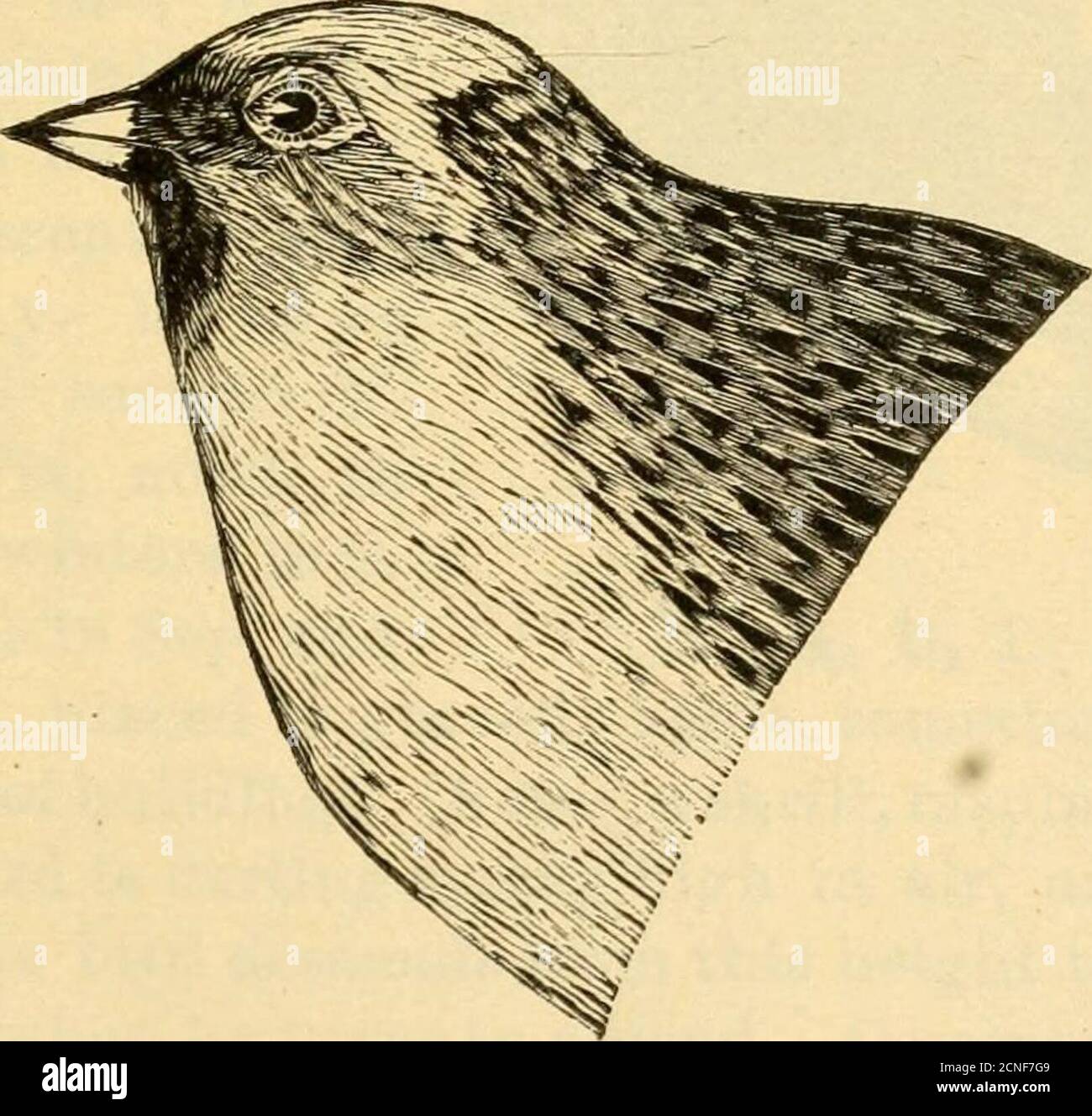 Breeds woodlands hi-res stock photography and images - Alamy