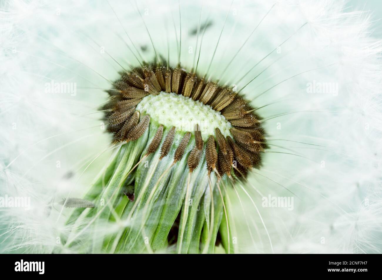 Air dandelion with seeds hi-res stock photography and images - Alamy