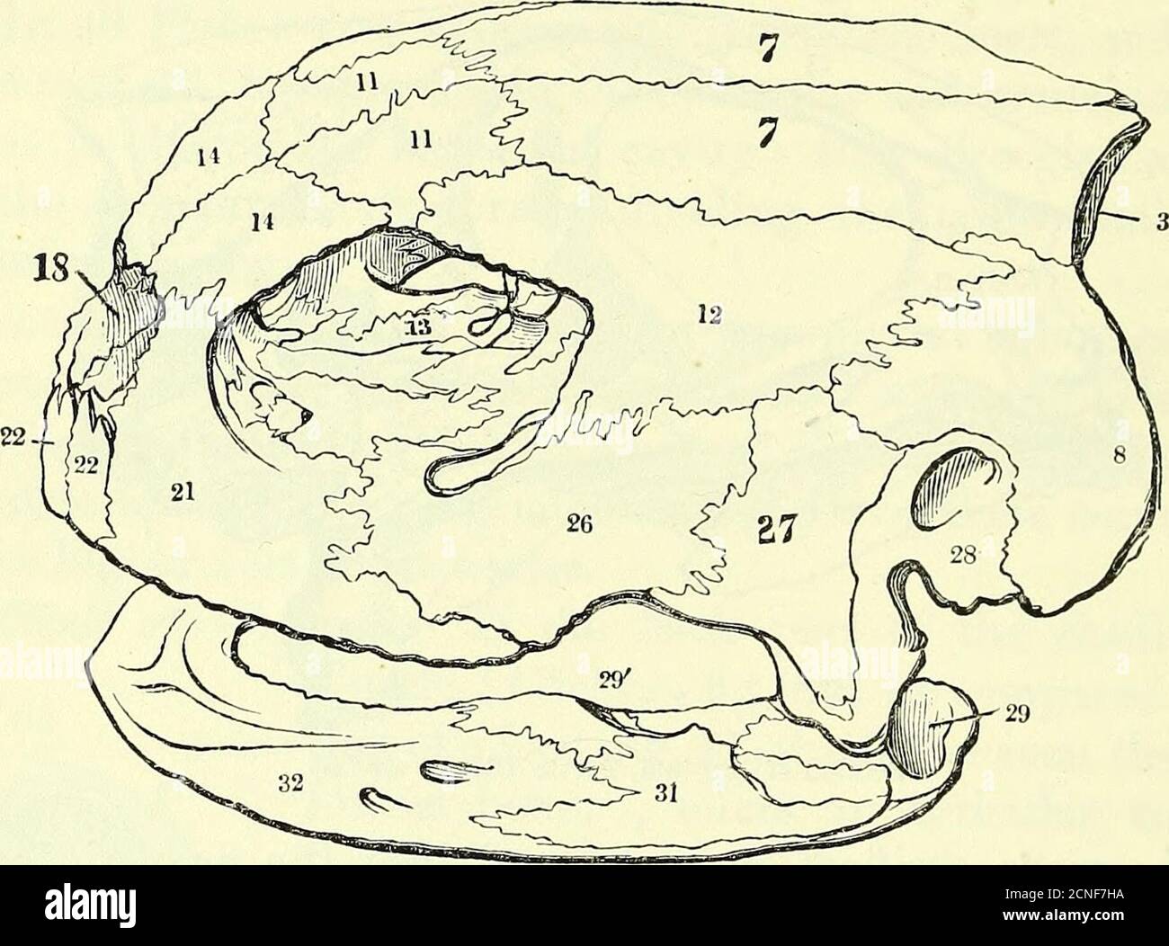 . On the anatomy of vertebrates [electronic resource] . g. 98 B, 24,and ...