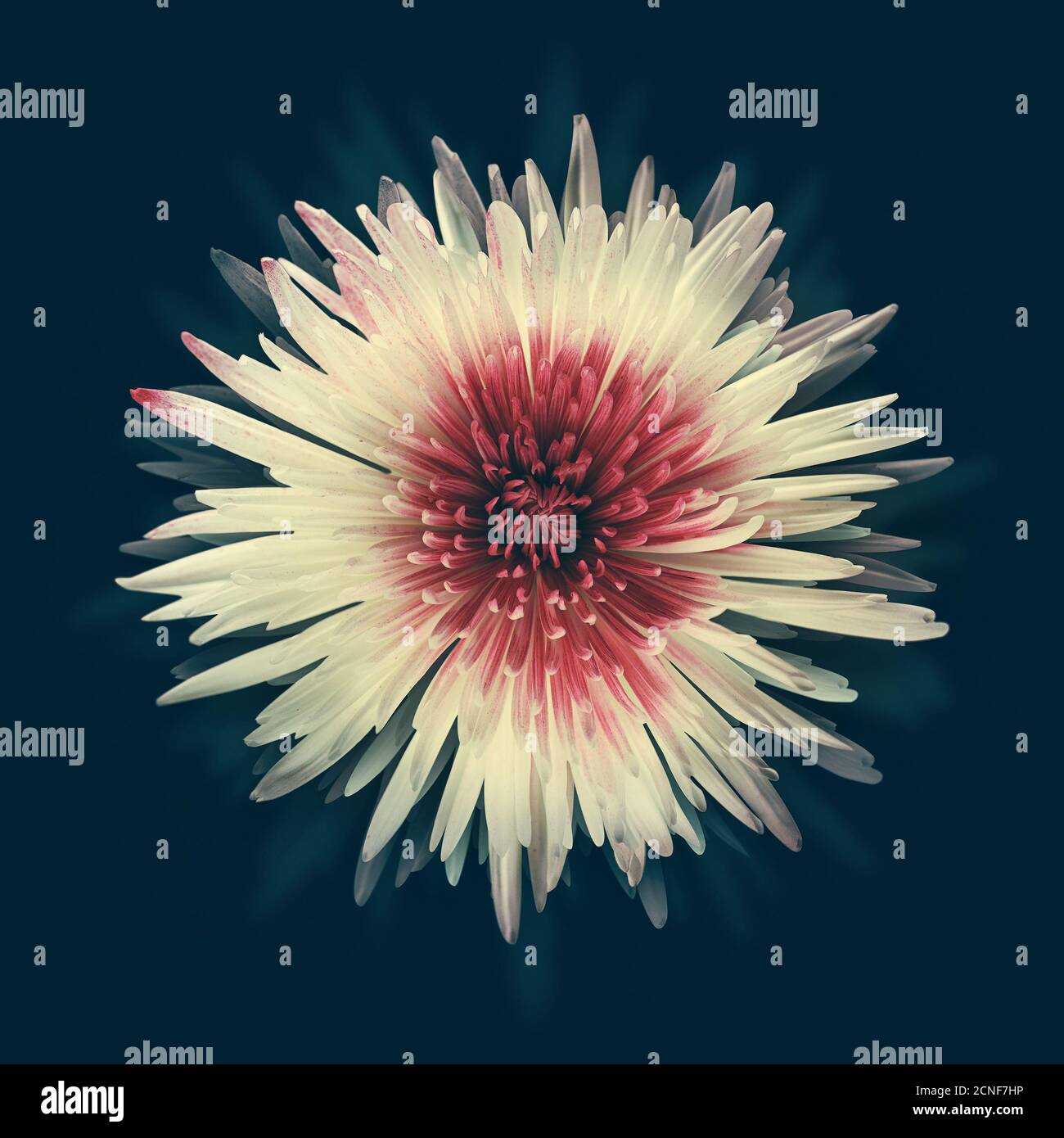 Low key flower hi-res stock photography and images - Alamy