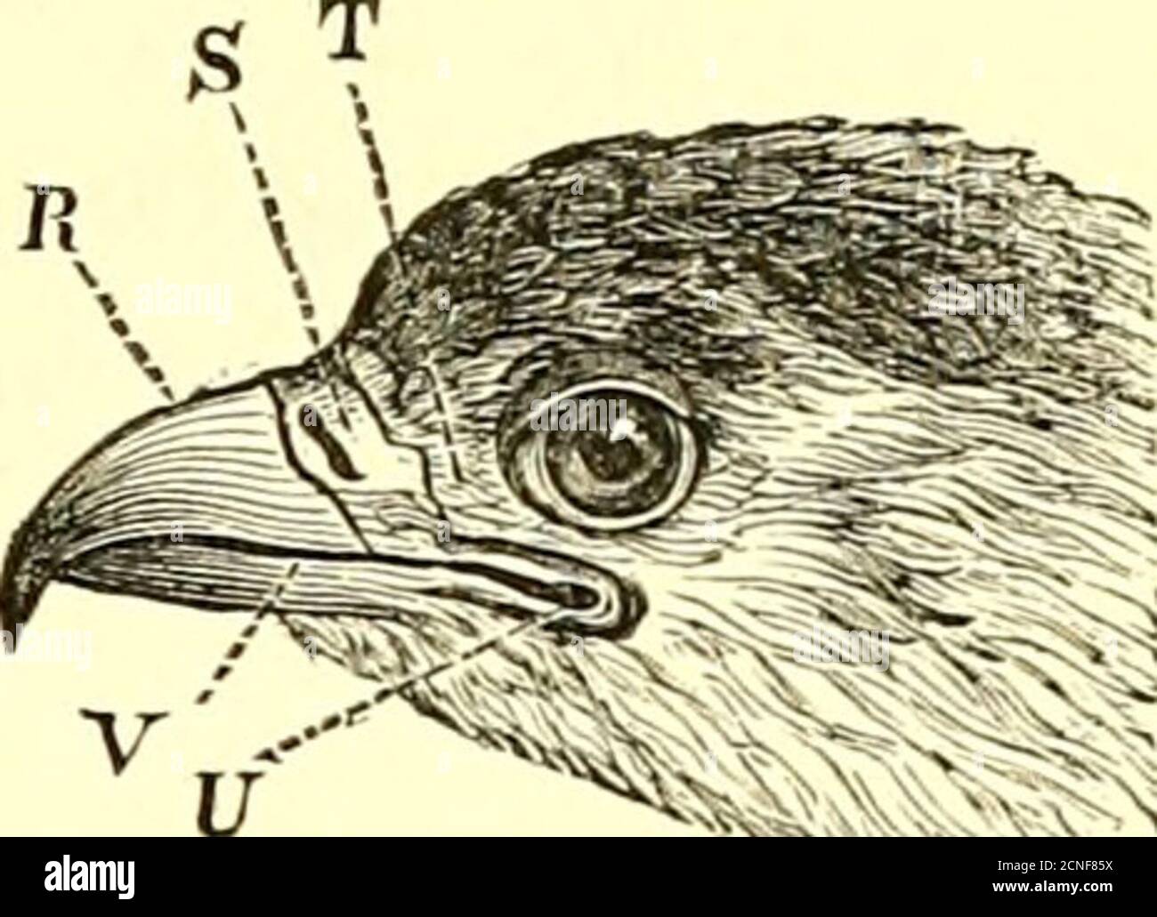 Primary wing coverts hi-res stock photography and images - Alamy
