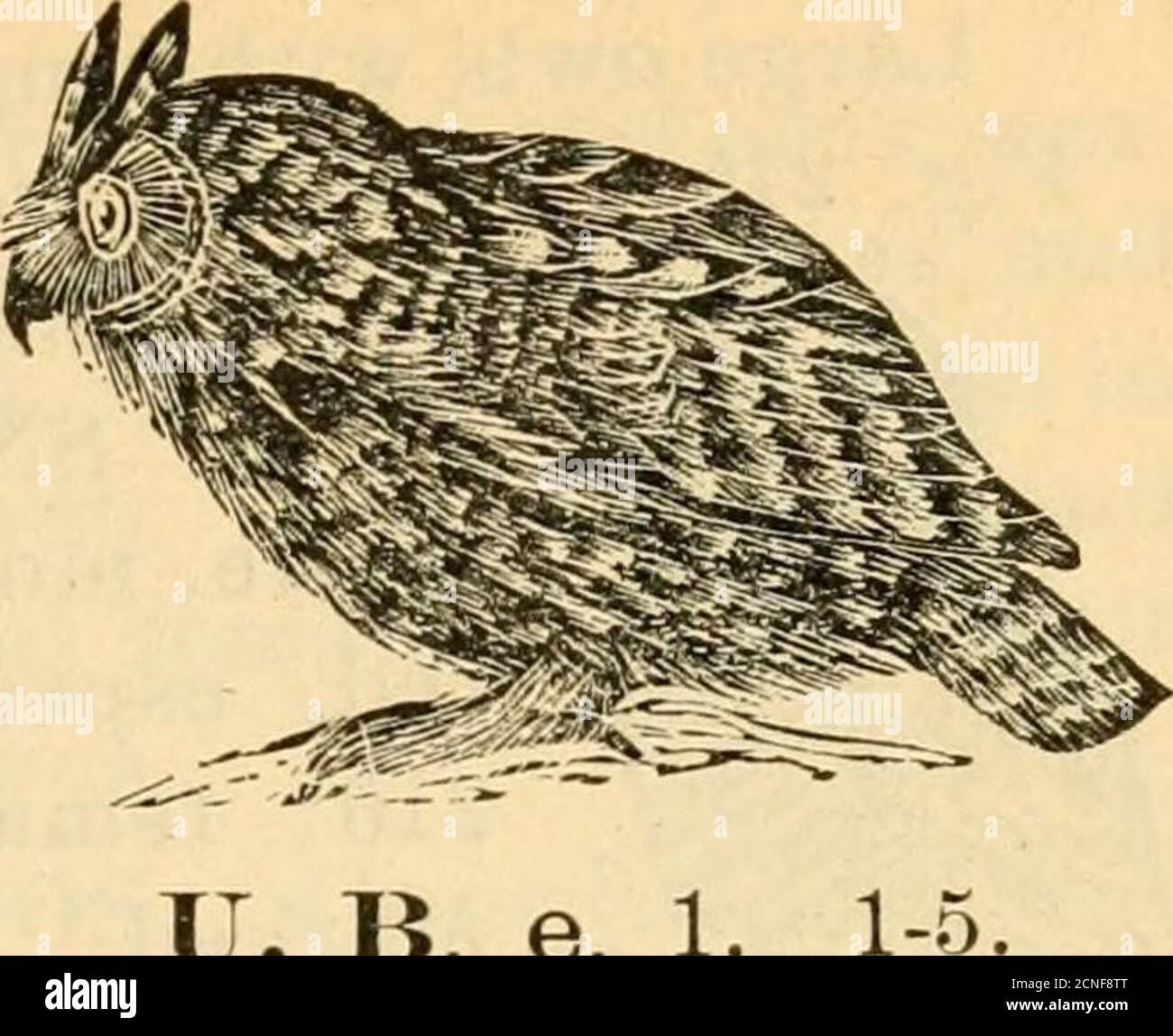 Long winged owls hi-res stock photography and images - Alamy