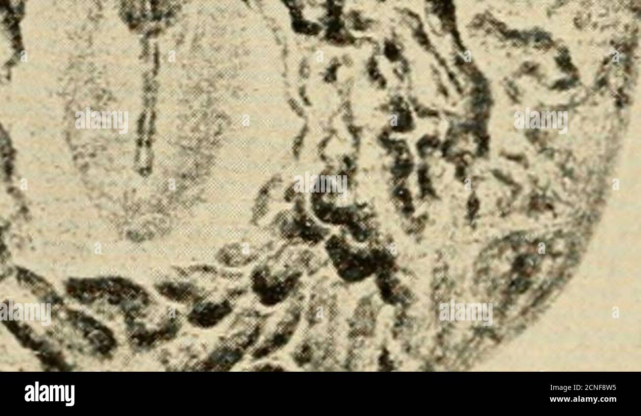 . The development of the chick; an introduction to embryology . ^ ^4^1 ...