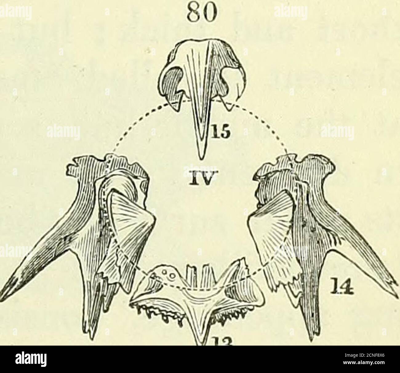 . On the anatomy of vertebrates [electronic resource] . y of the neuro ...