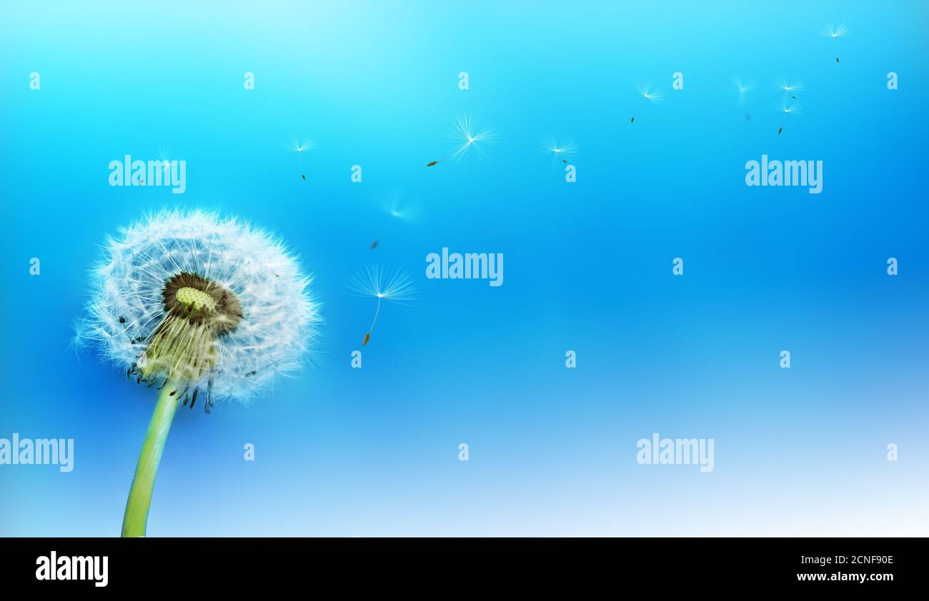Dandelion image hi-res stock photography and images - Alamy
