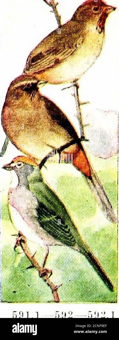 . The bird book, illustrating in natural colors more than seven hundred ...