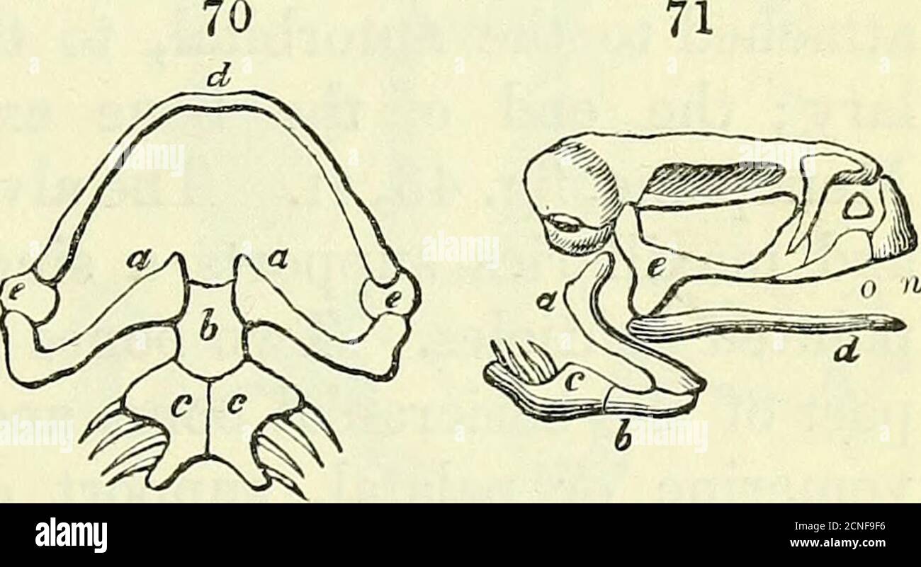 Axolotl anatomy hi-res stock photography and images - Alamy