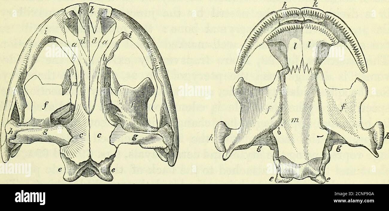 . On the anatomy of vertebrates [electronic resource] . The ...