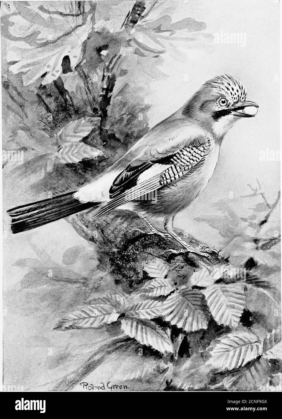 Jay british Black and White Stock Photos & Images - Alamy