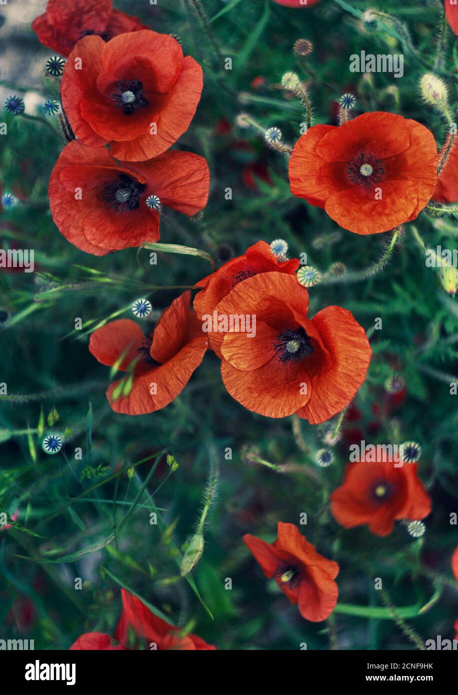 flowers of poppy bush Stock Photo - Alamy