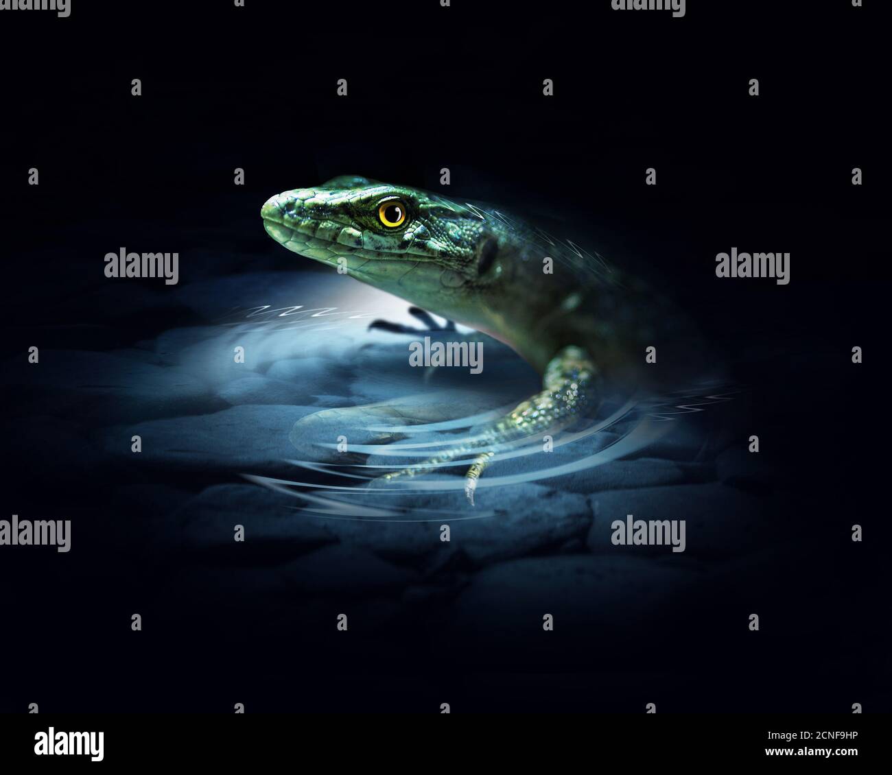 Dark reptile hi-res stock photography and images - Alamy