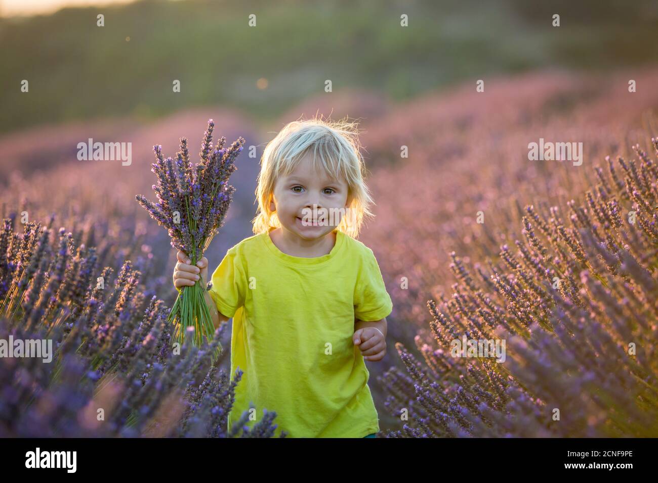 Cute little child, beautiful boy, playing in lavender field on sunset ...