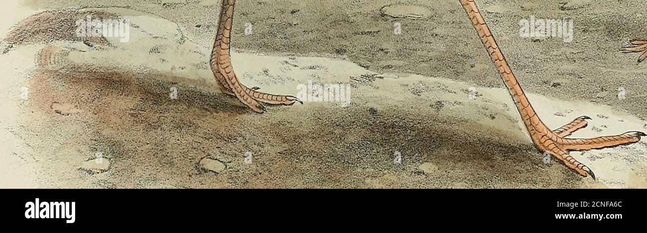 . The geographical distribution of the family Charadriidae, or the ...