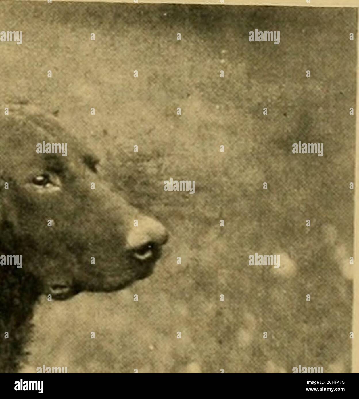 . Complete wildfowler Stock Photo - Alamy