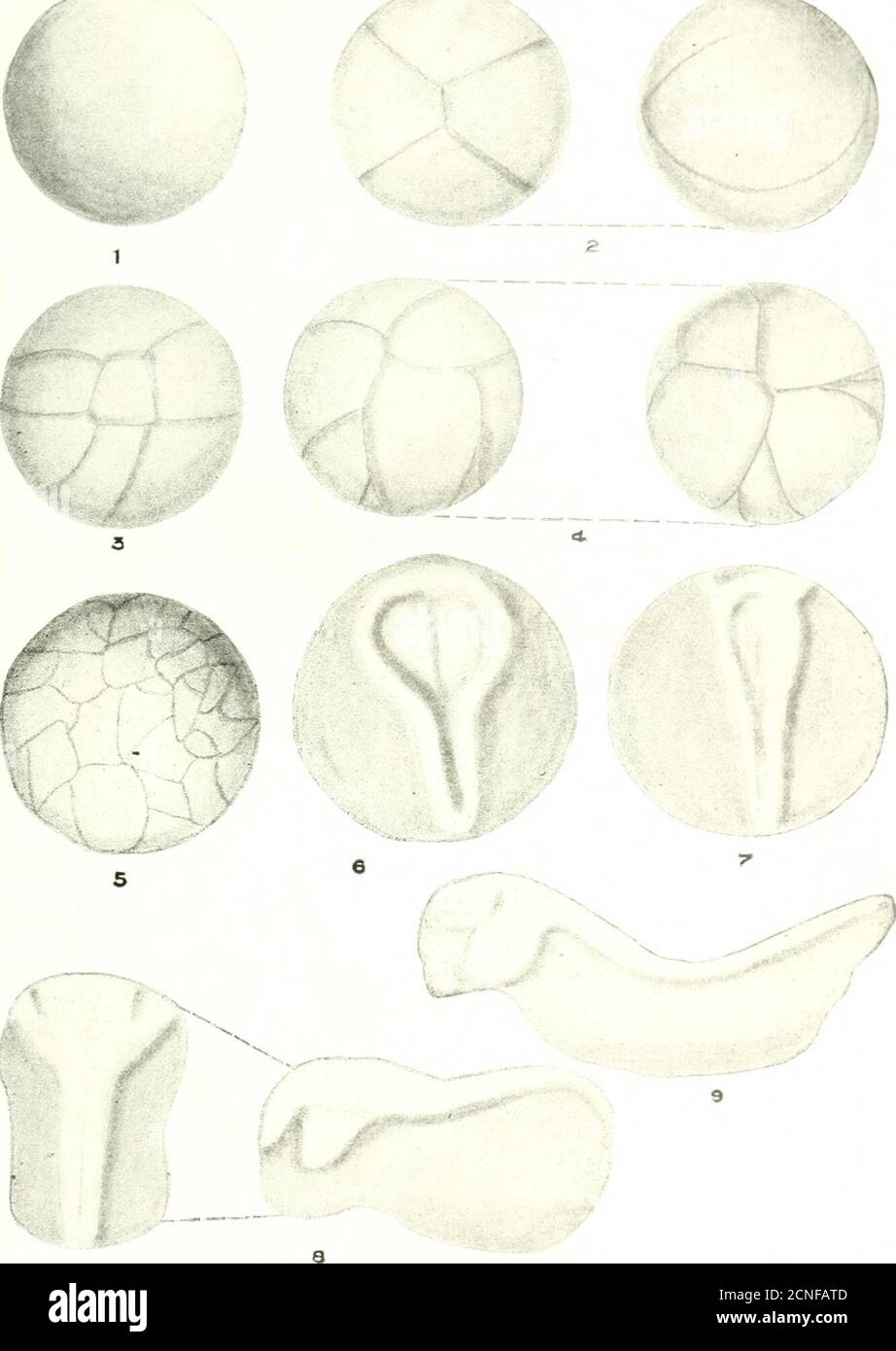 Egg fertilization stages hi-res stock photography and images - Alamy