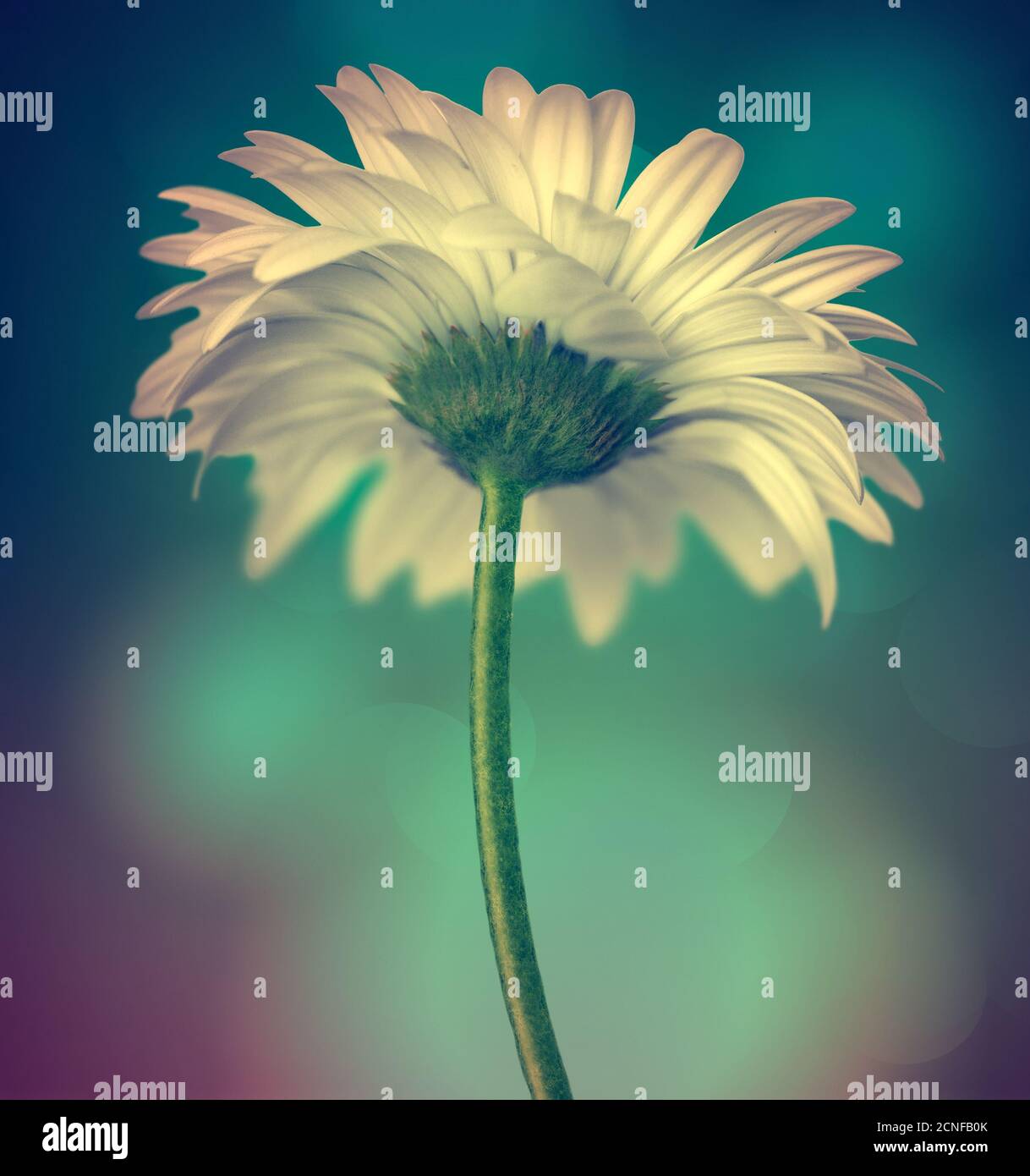 Spring season black and white hi-res stock photography and images - Alamy