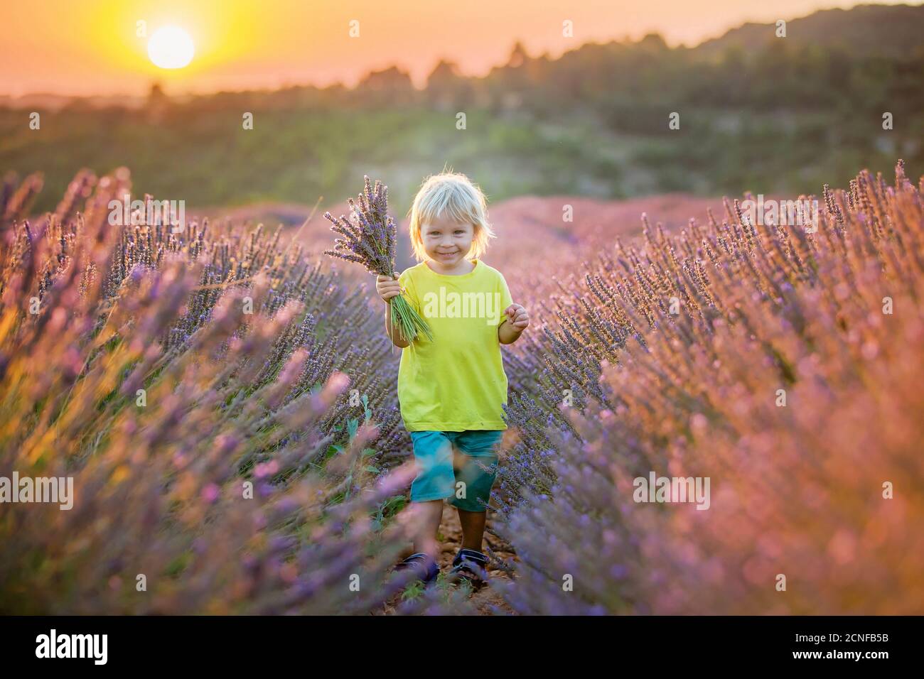 Cute little child, beautiful boy, playing in lavender field on sunset ...