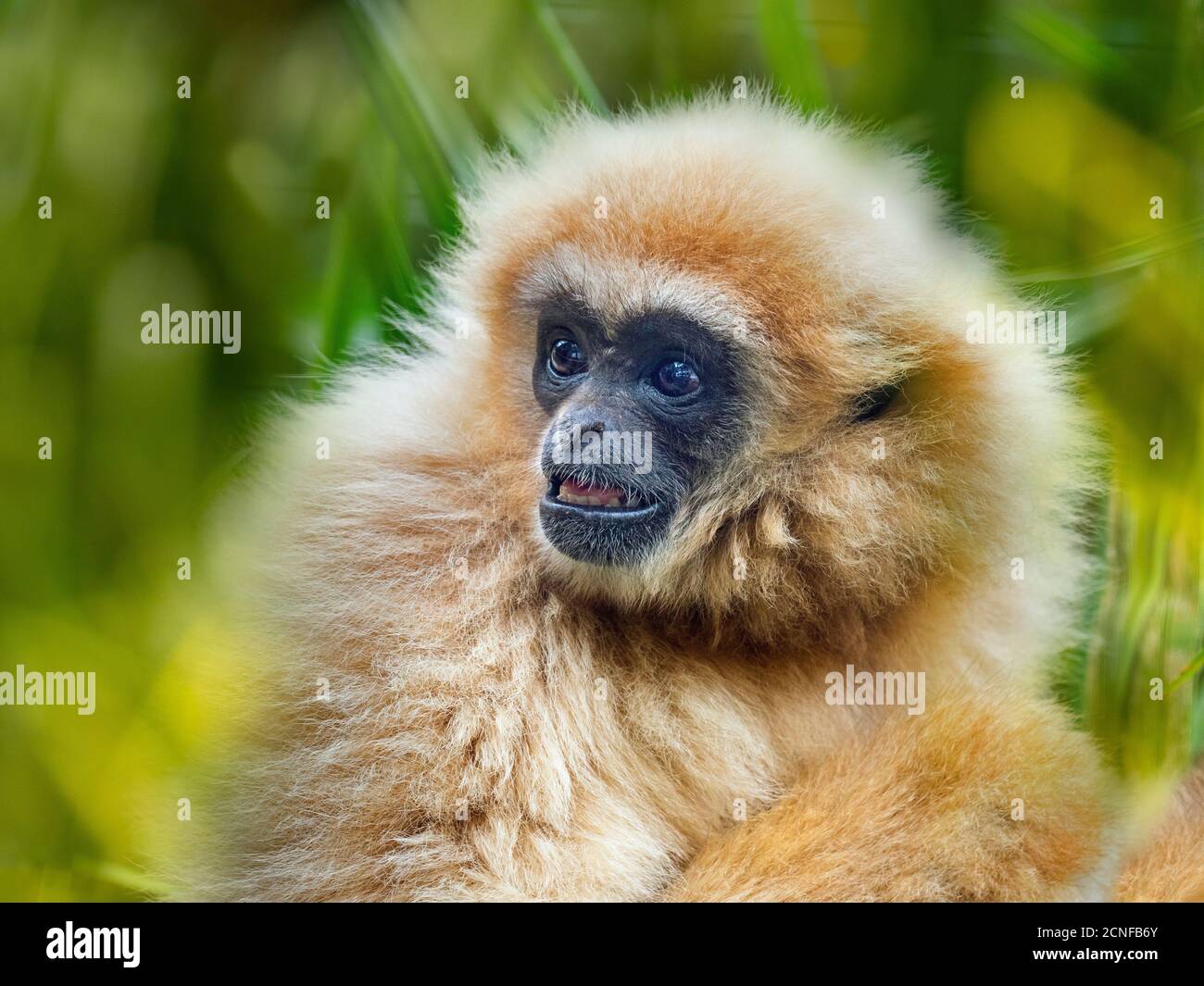 Foraging gibbon hi-res stock photography and images - Alamy