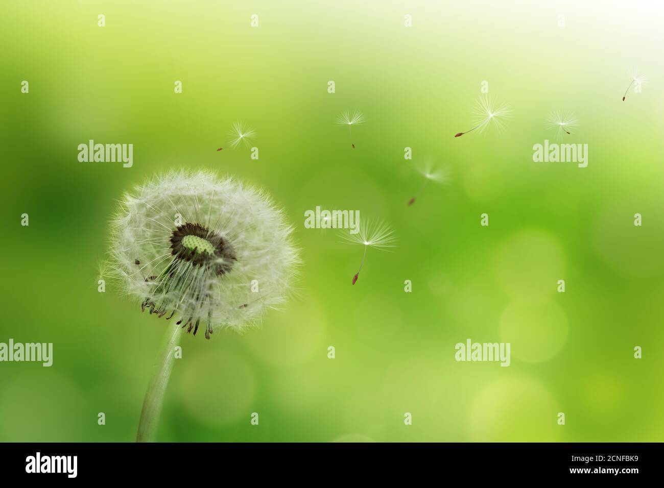 Dandelion image hi-res stock photography and images - Alamy
